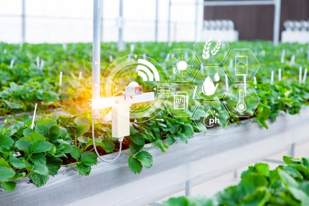 De groeifactoren van een plant uitgelegd - Tips kweken